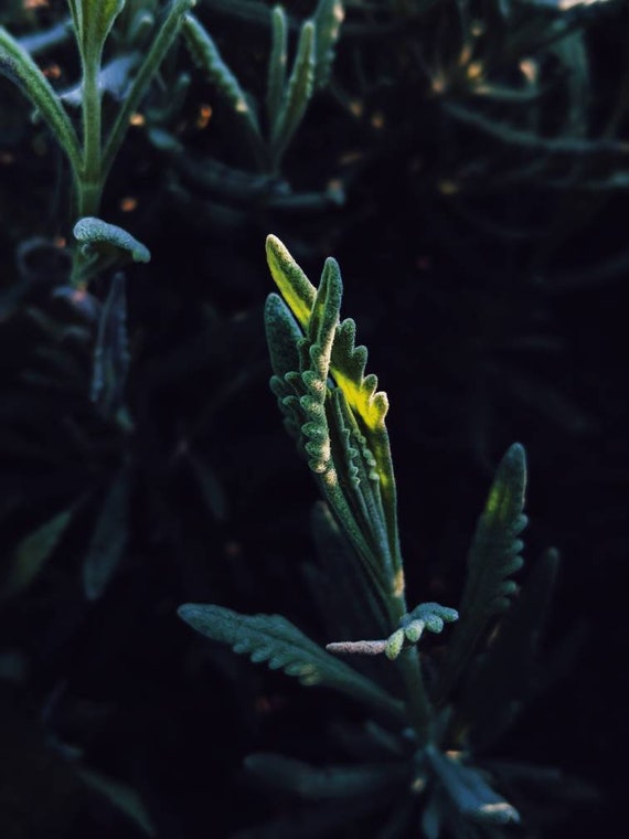 Joshua Tree. natural perfume. botanical fragrance. piñon pine | Etsy