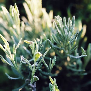 Joshua Tree. Natural Perfume. Botanical Fragrance. Piñon Pine | Etsy