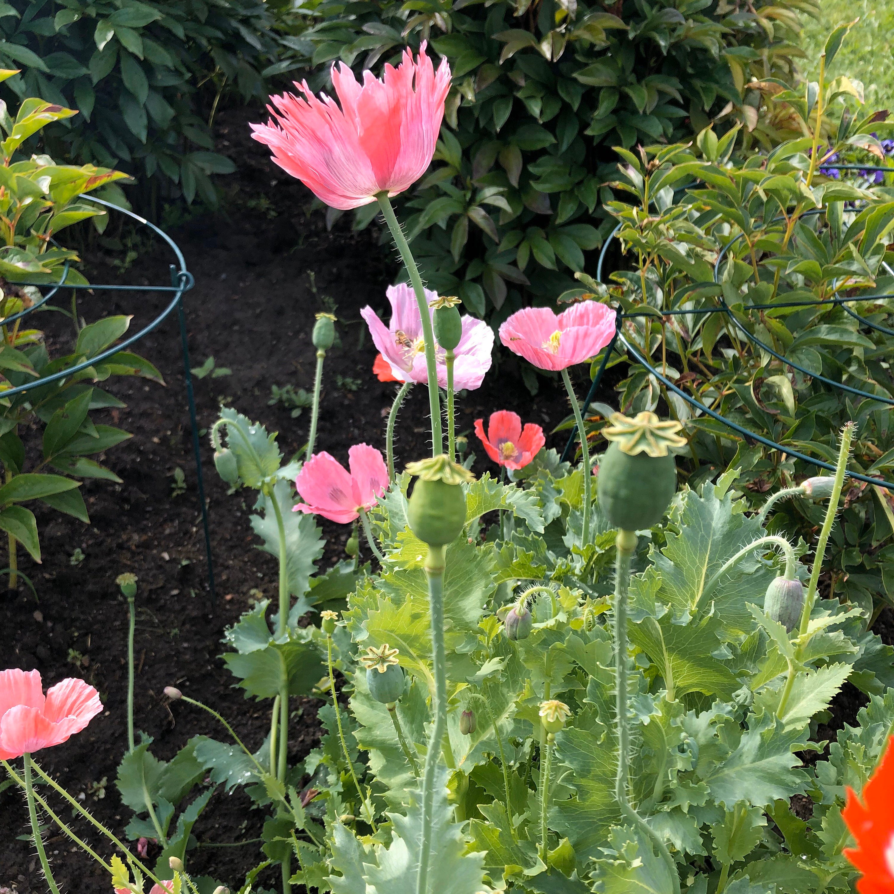 Poppy Tears opium poppy natural perfume. from handmade | Etsy