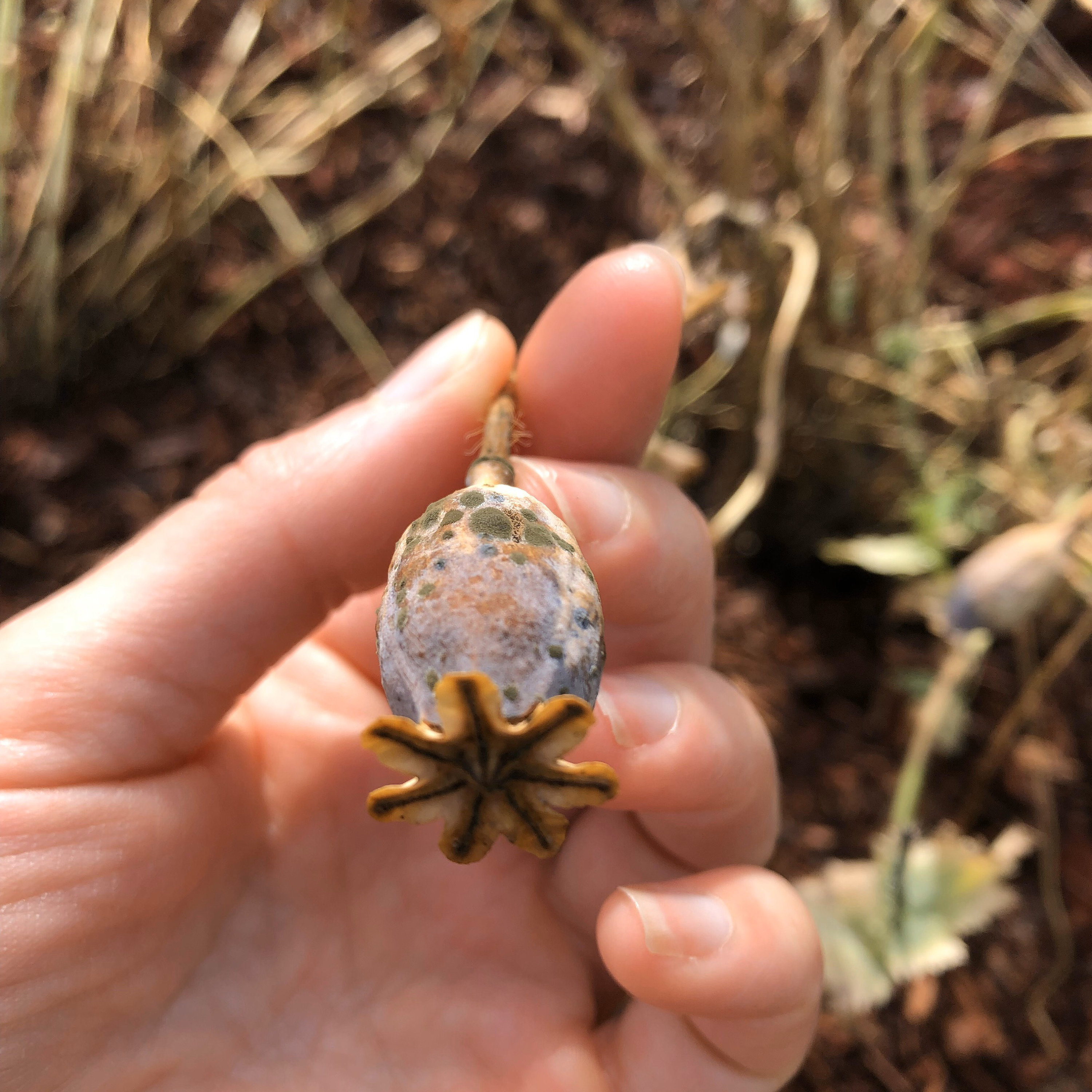 Poppy Tears opium poppy natural perfume. from handmade | Etsy