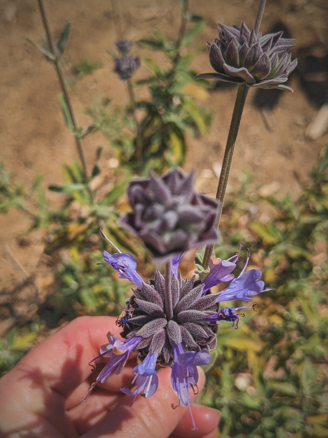 Cleveland Musk Sage Seeds, Wild Veil Perfume Gardens, De Luz. Open ...