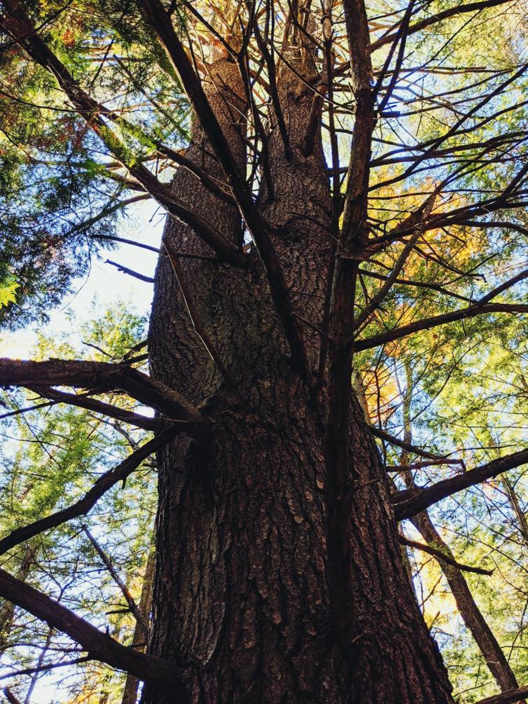 Deep Forest. Natural Cologne. Foraged Evergreen Botanical Fragrance ...