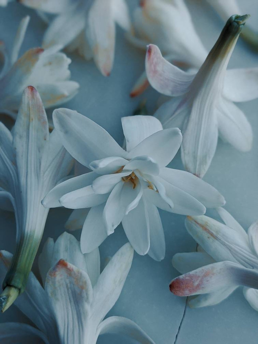 Bone Flower. Tuberose Soliflore. Single Note Solid Tuberose Perfume ...