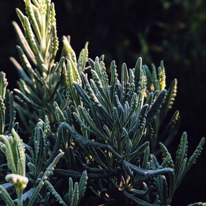 Joshua Tree. Natural Perfume. Botanical Fragrance. Piñon Pine | Etsy