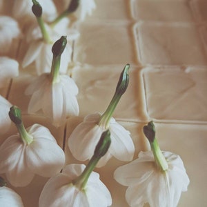 Yellow Musk. Enfleurage Perfume. Paperwhite Narcissus Enfleurage ...