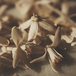 Neroli Soliflore. Natural Perfume. Single Note Neroli Perfume With in ...