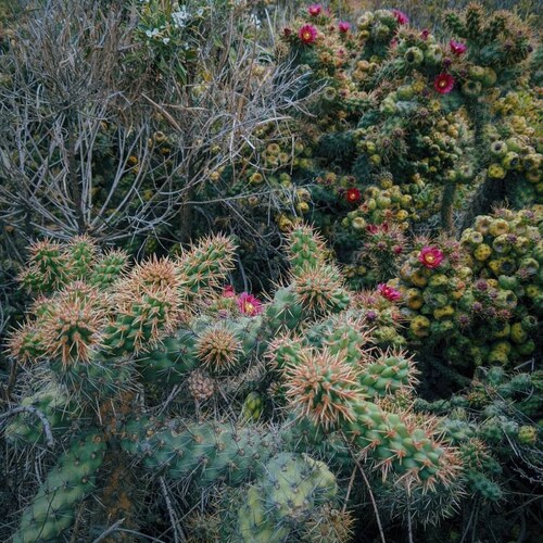 Joshua Tree. Natural Perfume. Botanical Fragrance. Piñon Pine | Etsy