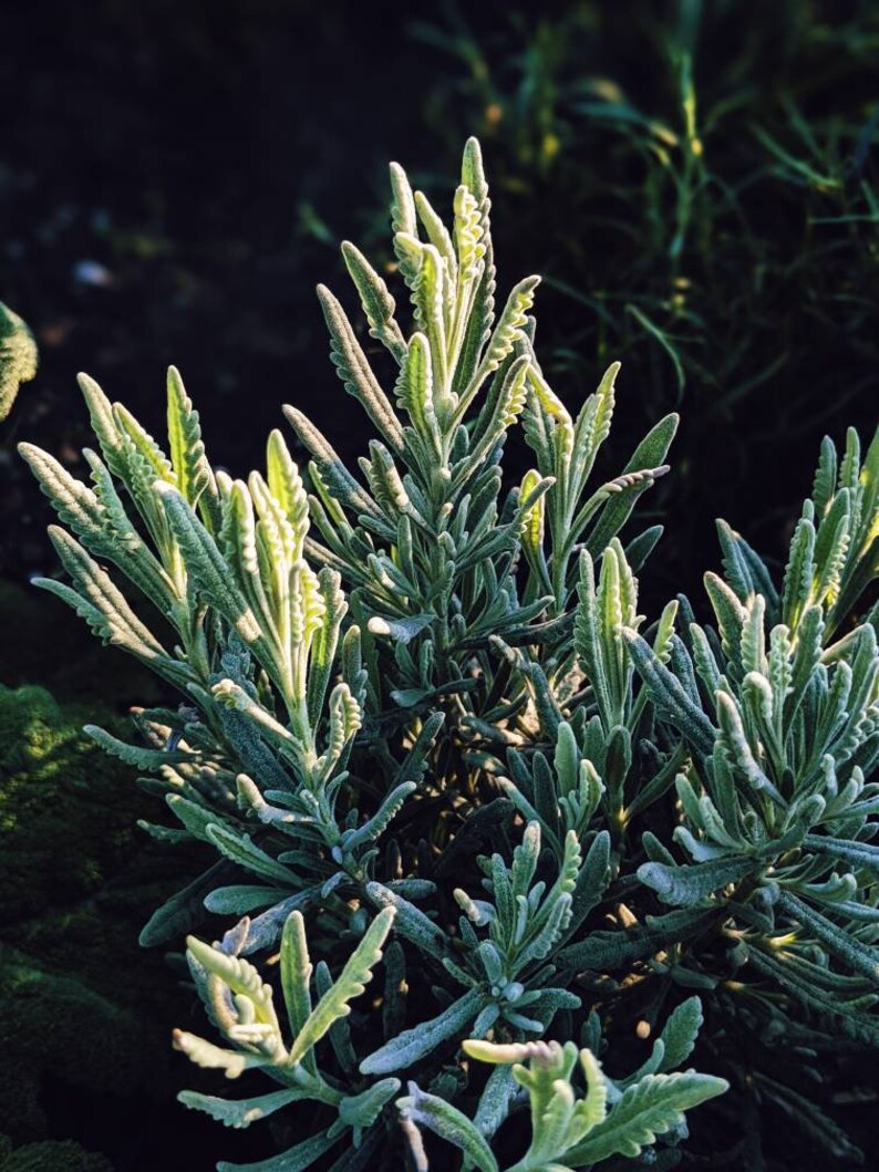 Joshua Tree. Natural Perfume. Botanical Fragrance. Piñon Pine | Etsy