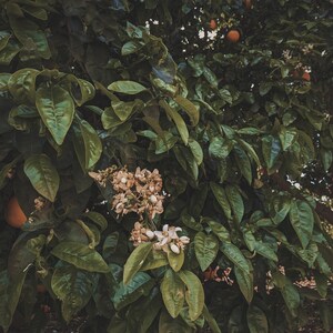 Neroli Soliflore. Natural Perfume. Single Note Neroli Perfume With in ...