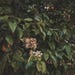 Neroli Soliflore. Natural Perfume. Single Note Neroli Perfume With in ...