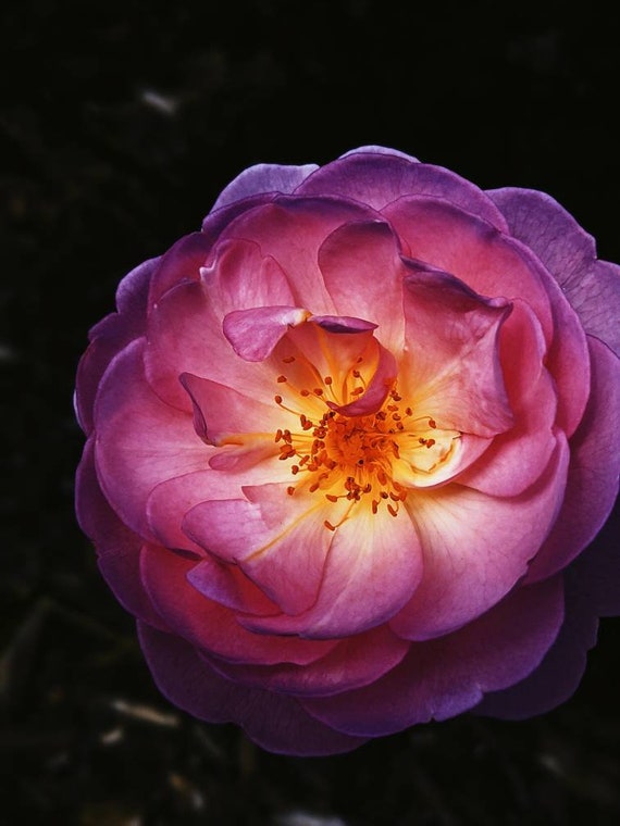 Rosa Ambar Bosques Rose Themed Valentine's Day Gifts, With An Emo Pop