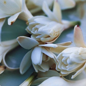 Bone Flower. Tuberose Soliflore. Single Note Solid Tuberose Perfume ...