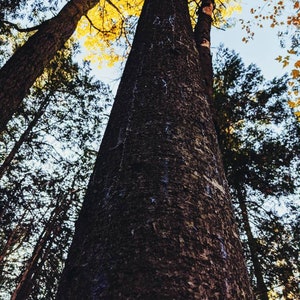 Deep Forest. Natural Cologne. Foraged Evergreen Botanical Fragrance ...