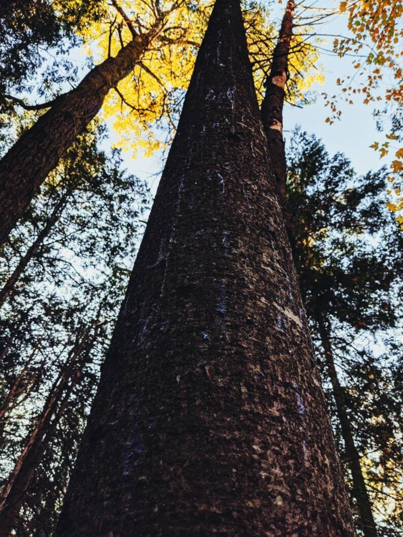 Deep Forest. Natural Cologne. Foraged Evergreen Botanical | Etsy