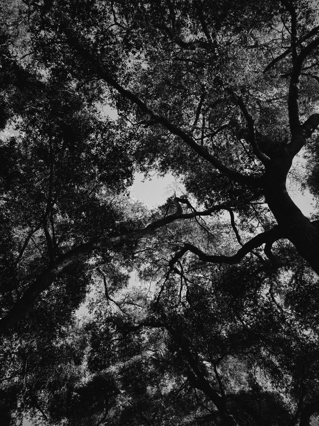 Night Forest. Natural Perfume. Essence of a Black Woods. October 2024 ...