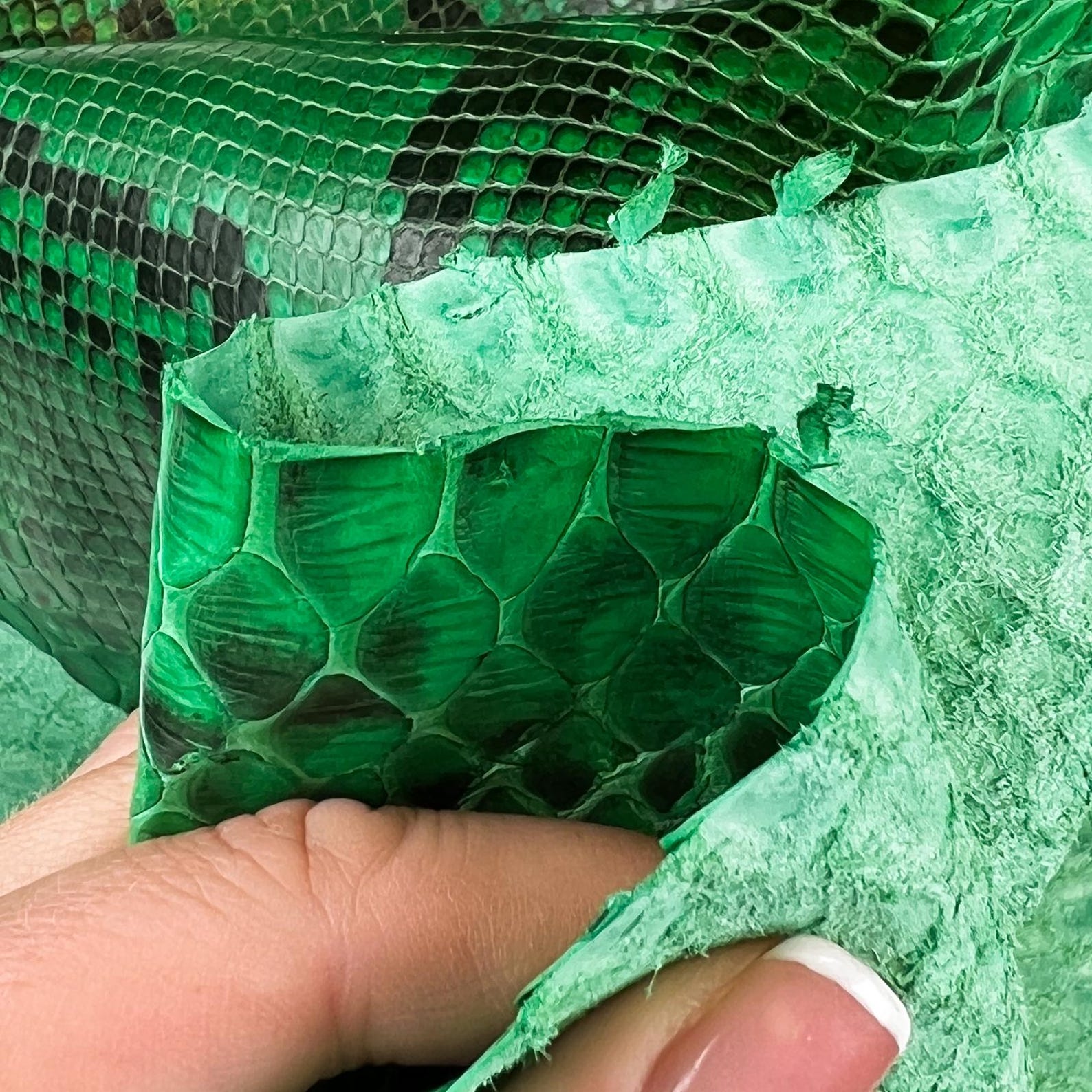 Bright Green Genuine Pythons Leather Full Skins 75cm // 2.6 Tf and ...