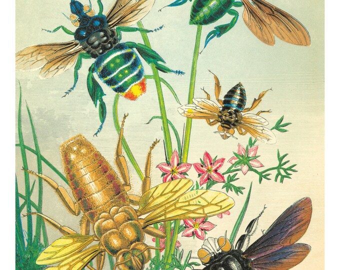 Botanical Insects Beetles on Ephemera Art Print Poster - Etsy