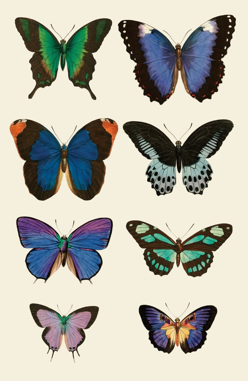 Butterfly Poster 11 X 17 - Etsy