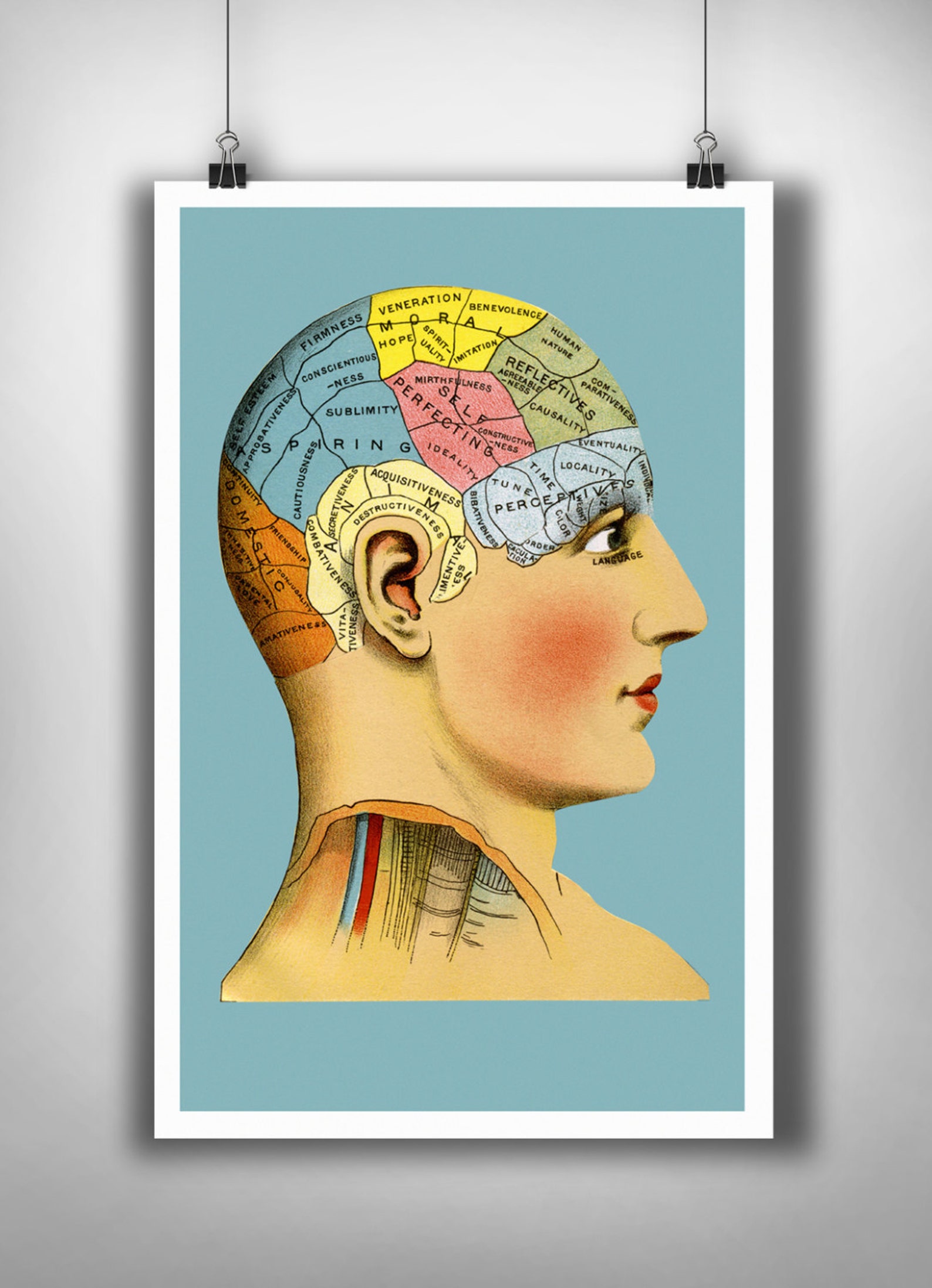 Phrenology Head 11 X 17 Inch Poster - Etsy