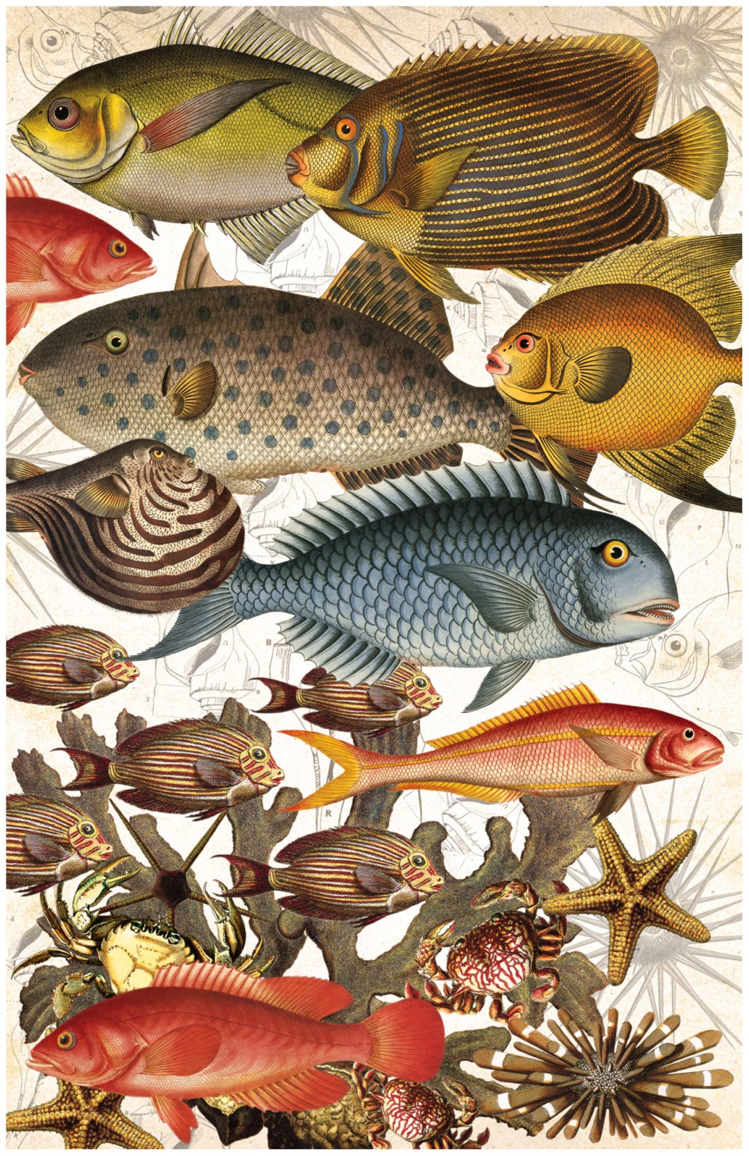 Sea Life Poster 11× 17 - Etsy