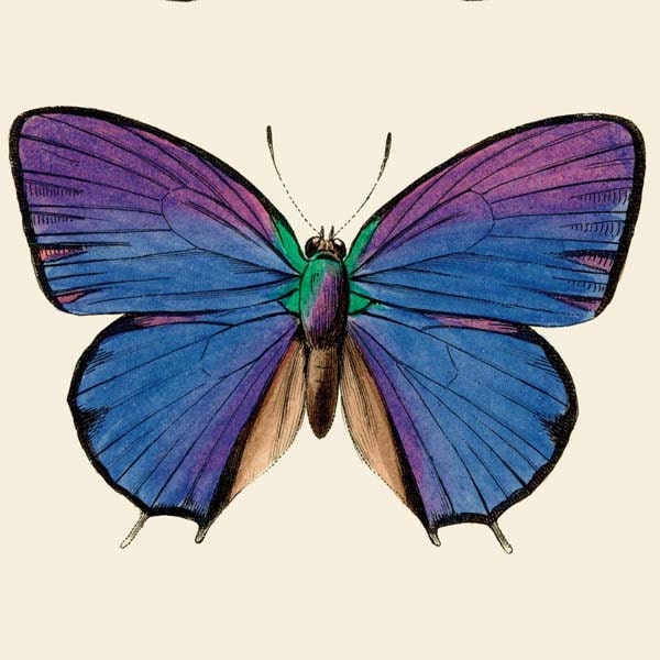 Butterfly Print - Etsy