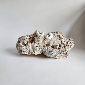 Large 2 Lb 8 Oz Limestone Seashell Rock Coastal Home Decor - Etsy