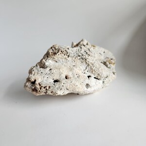 Large 2 Lb 8 Oz Limestone Seashell Rock Coastal Home Decor - Etsy