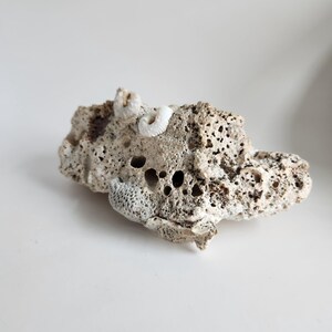 Large 2 Lb 8 Oz Limestone Seashell Rock Coastal Home Decor - Etsy