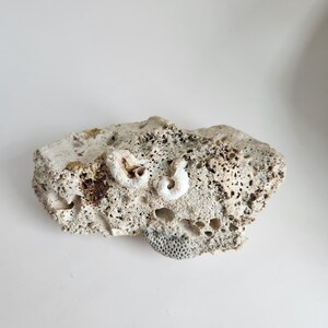 Large 2 Lb 8 Oz Limestone Seashell Rock Coastal Home Decor - Etsy