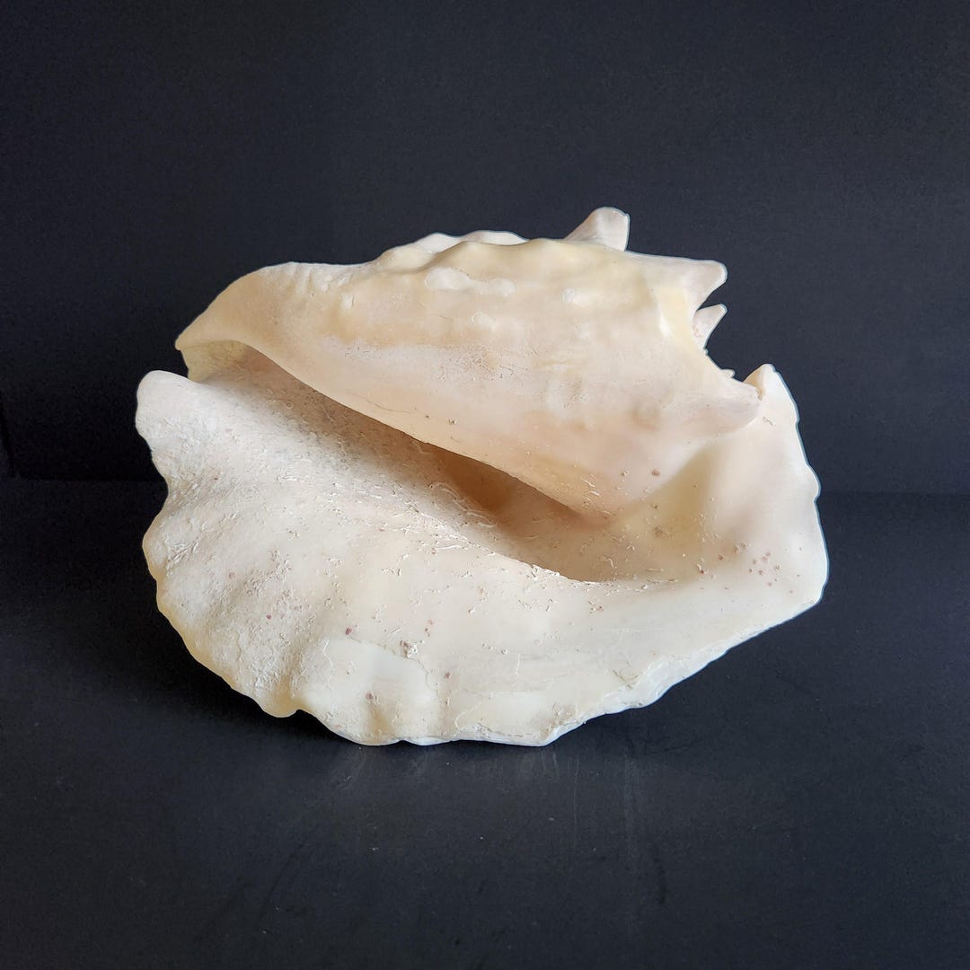 Massive 3lbs 14oz Queen Conch Shell Ocean-inspired Home Decor ...