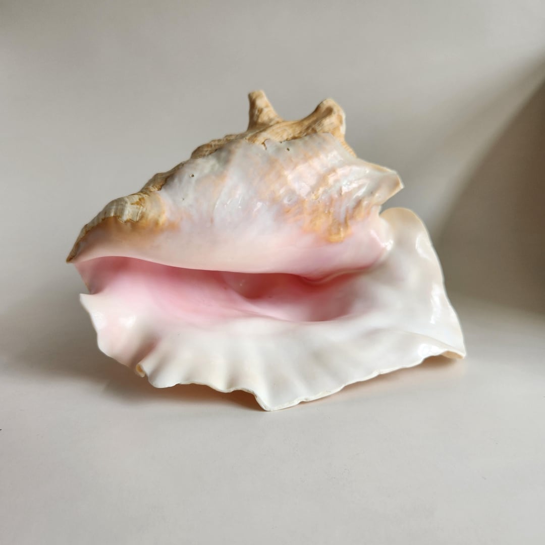 Huge 3 LBS Queen Conch Shell - Beach House Decor, Oversized Seashell ...