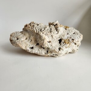 Large 2 Lb 8 Oz Limestone Seashell Rock Coastal Home Decor - Etsy