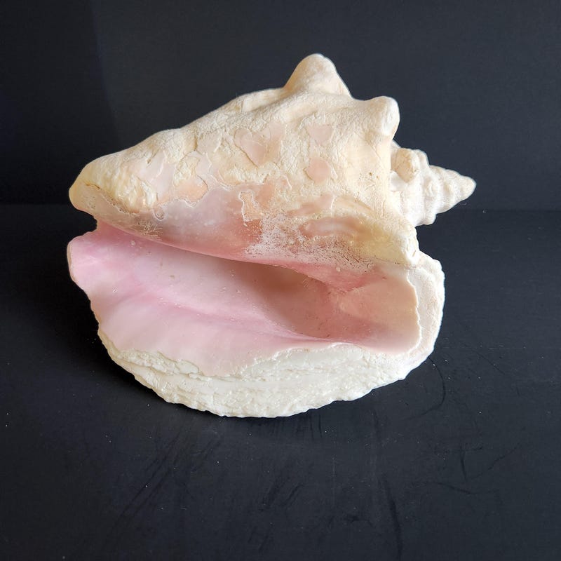 Conch Shell Art - Etsy