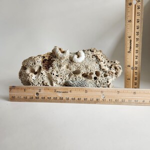 Large 2 Lb 8 Oz Limestone Seashell Rock Coastal Home Decor - Etsy