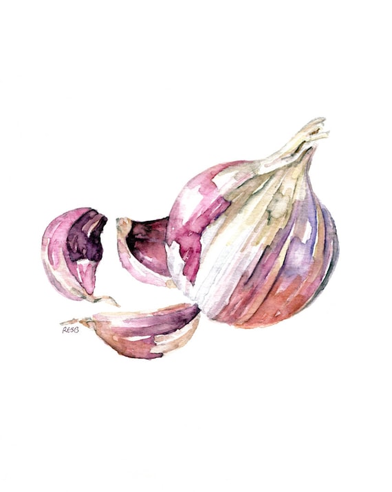 Garlic Painting Print From Original Watercolor Painting - Etsy