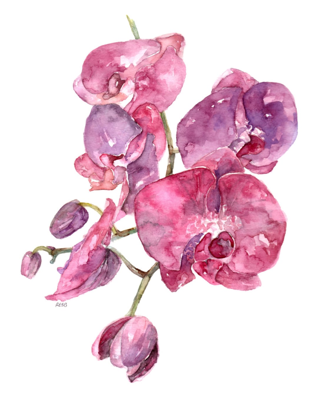 Pink Orchid Print - Painting Titled, "sc Orchid", Watercolor Flowers ...