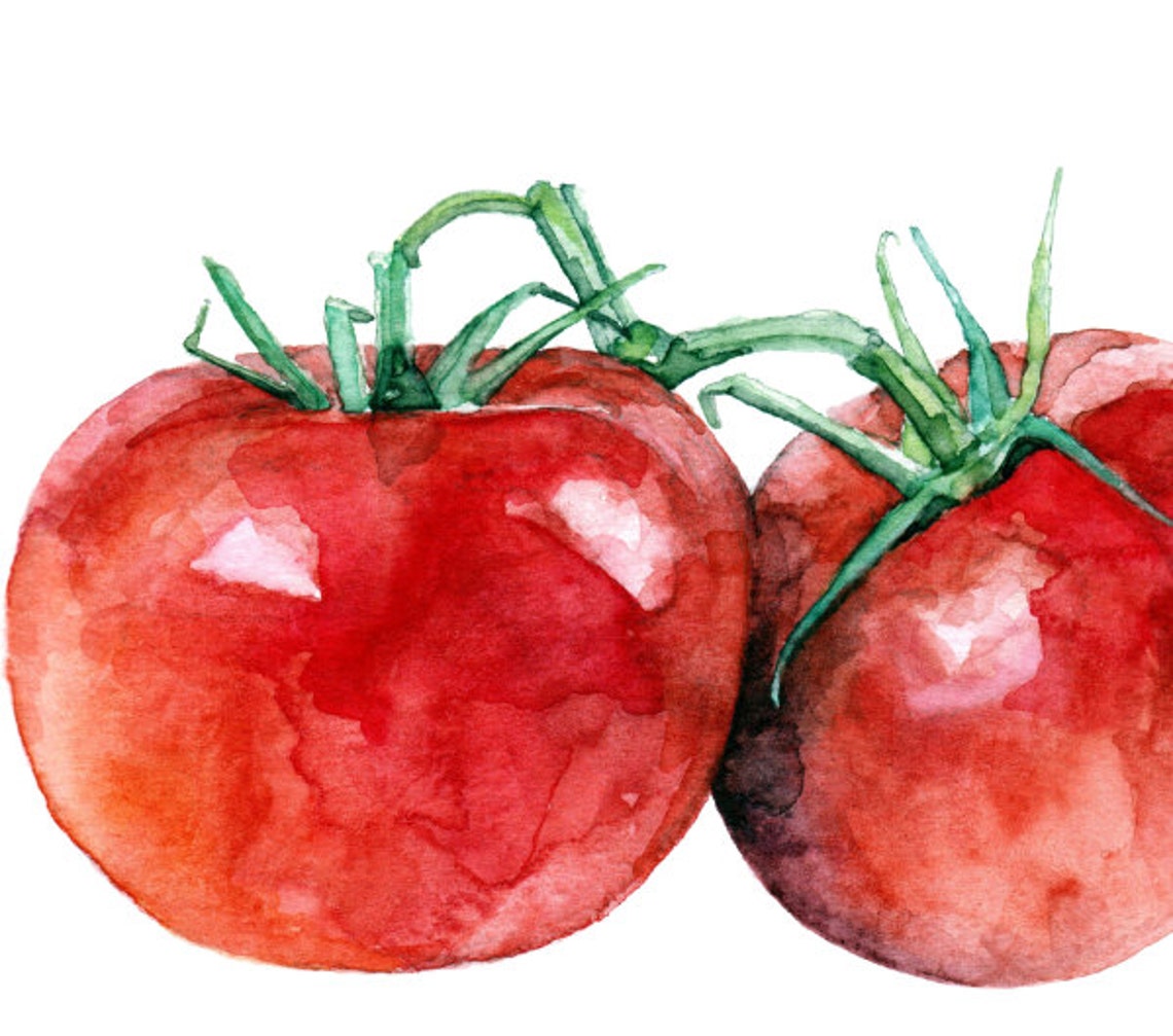 Tomato Painting Print From Original Watercolor Painting - Etsy