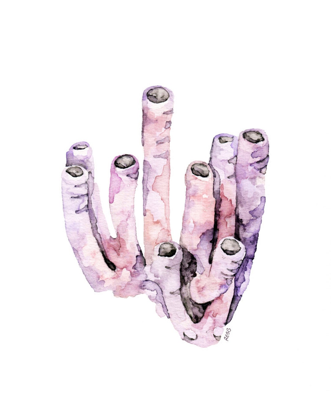 Sea Sponge 2 Painting - Print From Original Watercolor Painting ...