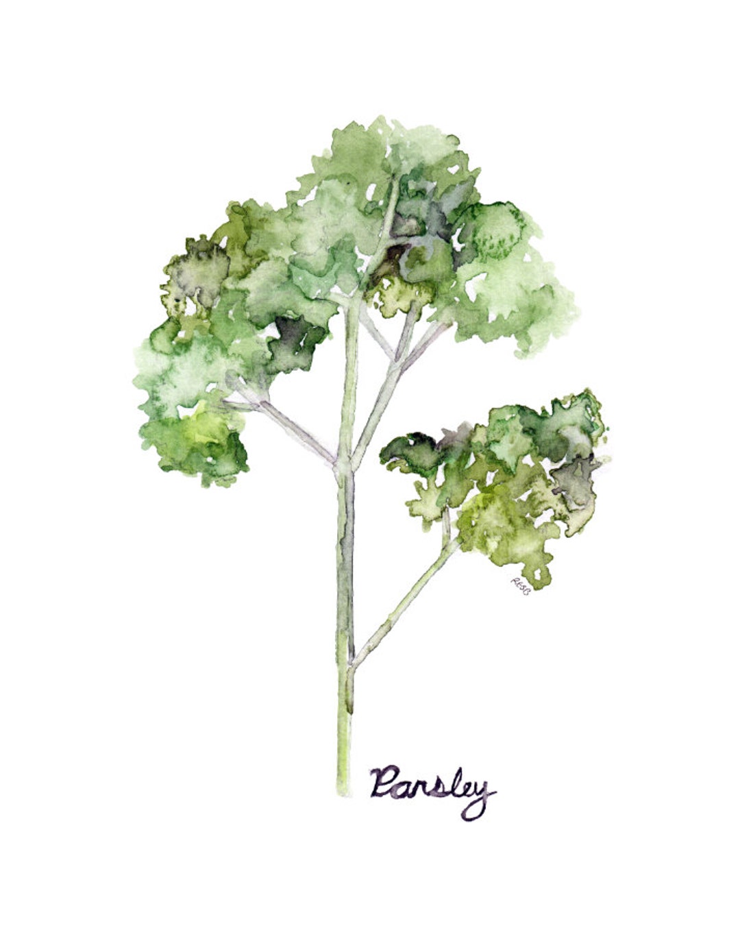 Parsley Herb Painting - Print From Original Watercolor Painting ...