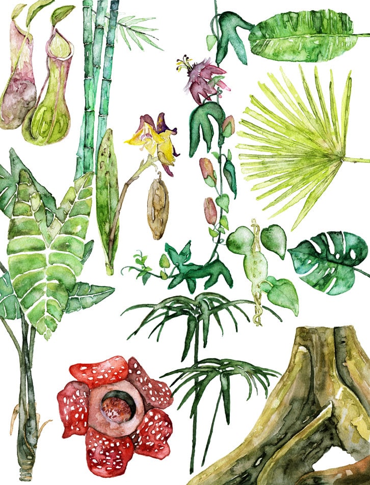 Jungle Flowers Drawings