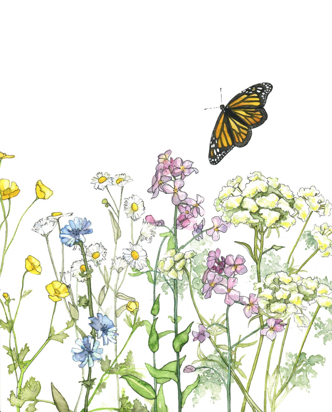 Queen Anne's Lace Wildflower Print - Watercolor Wildflowers, Botanical ...