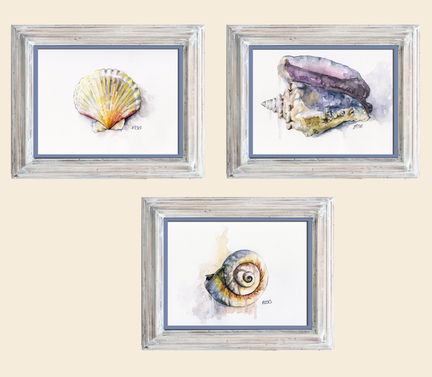 Seashell Print Set of 3 8x10 Watercolor Paintings Seashell - Etsy