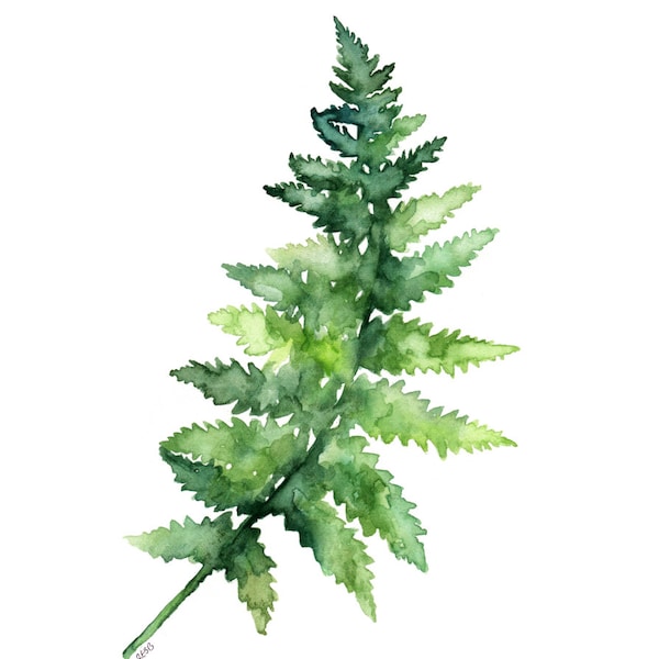 Fern Print - Etsy
