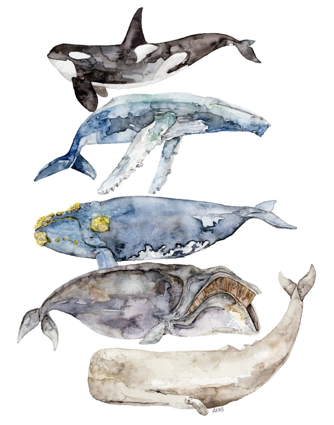 Specie di balene Pittura di balene Pittura ad acquerello - Etsy Italia