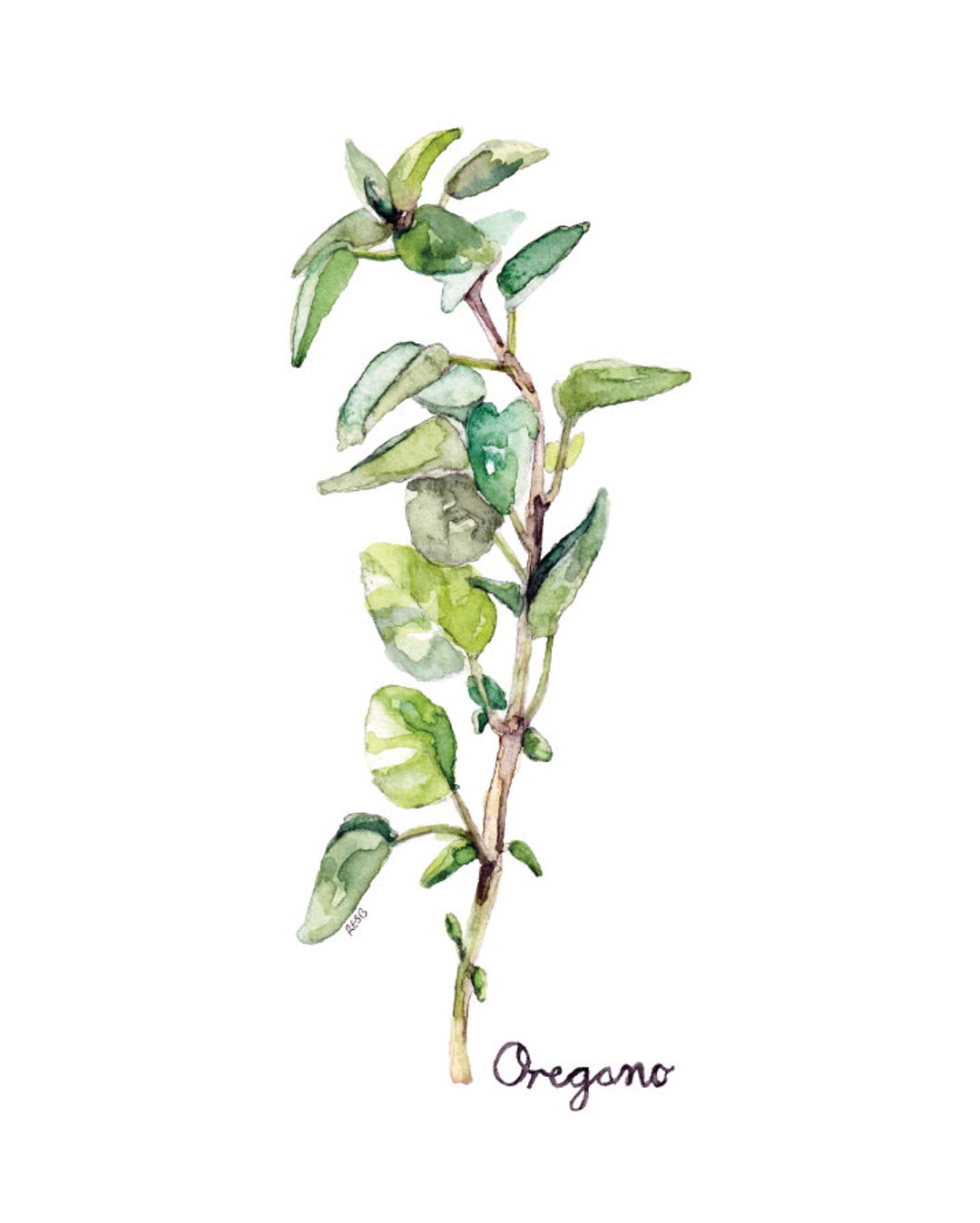 Oregano Herb Painting - Print From Original Watercolor Painting ...