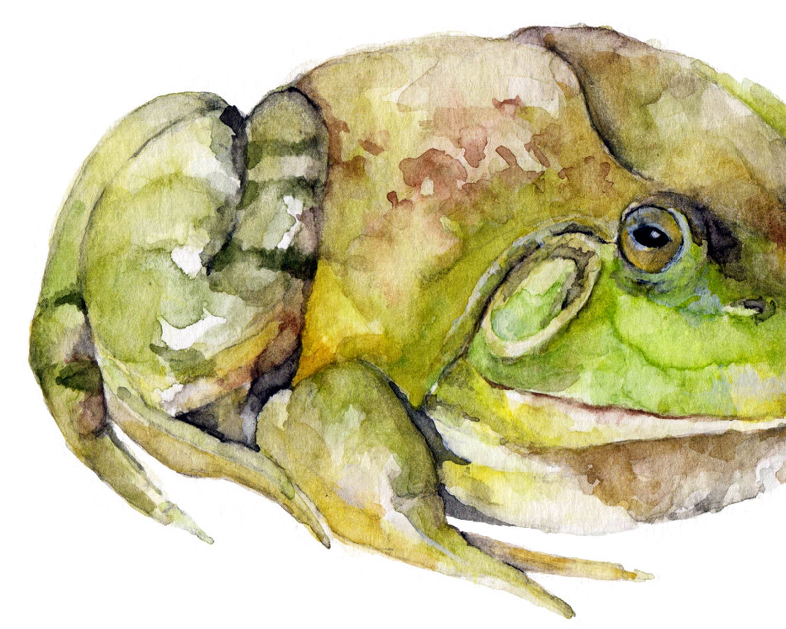 Frog Painting - Print From Original Watercolor Painting, "bullfrog ...