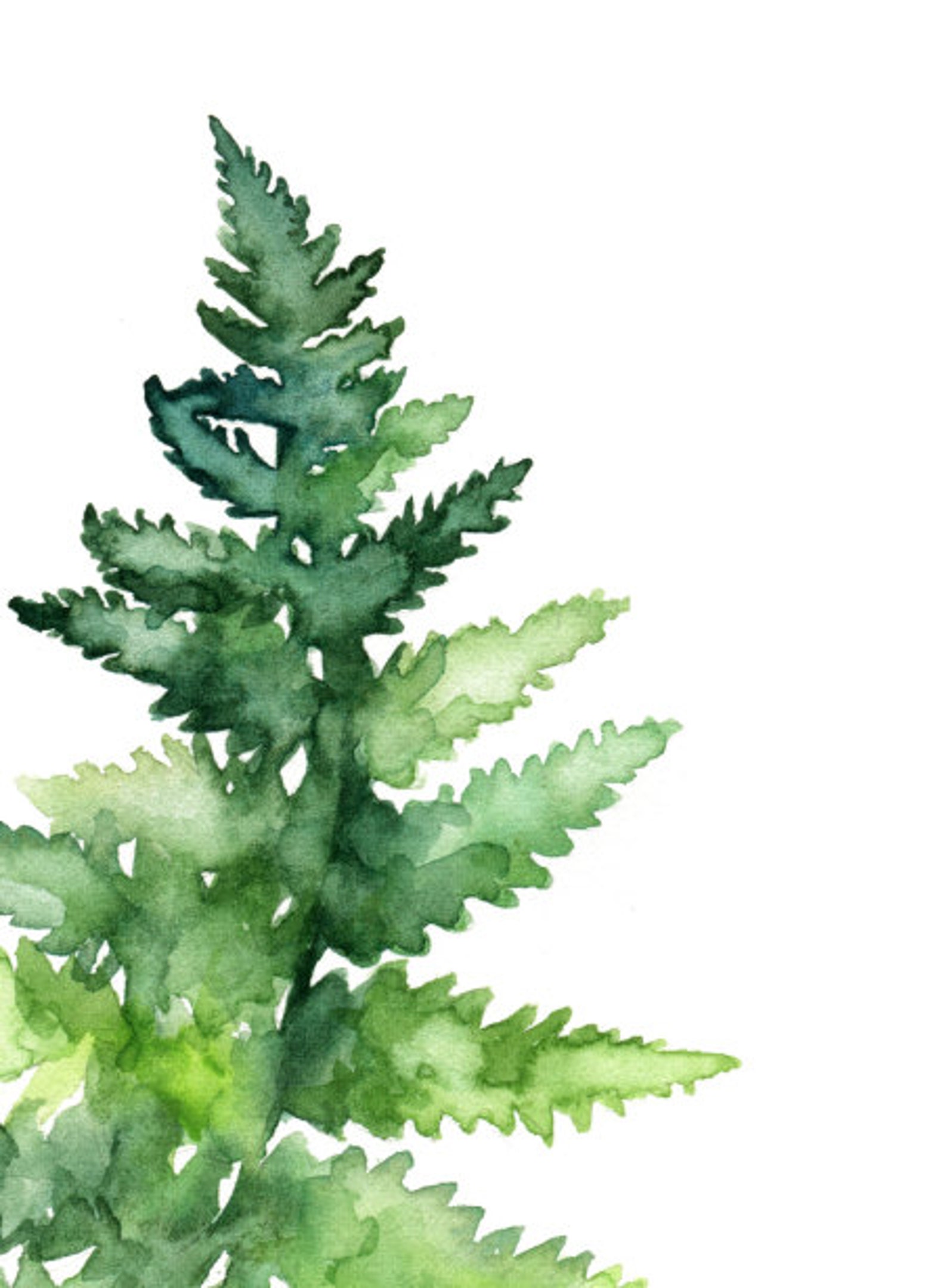 Fern Print - Made From My Original Fern Painting "fern Study 1", Fern ...