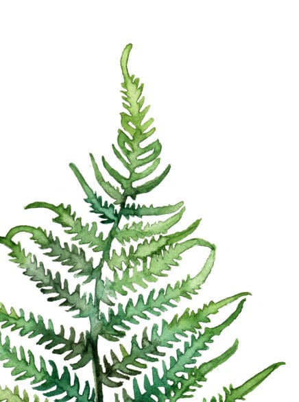 Fern Print - Made From My Original Fern Painting "fern Study 2", Fern ...