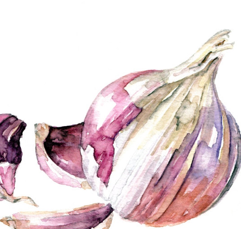Garlic Painting Print From Original Watercolor Painting - Etsy