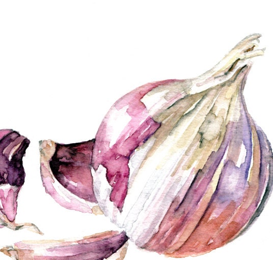 Garlic Painting - Print From Original Watercolor Painting, "garlic ...